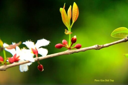 Lặng ngắm mùa hoa rừng nở ở Vườn quốc gia Bù Gia Mập